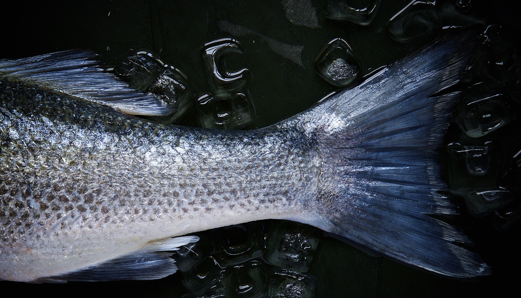 Australian Chef Josh Niland Wants You To Eat Every Part Of This Fish ...