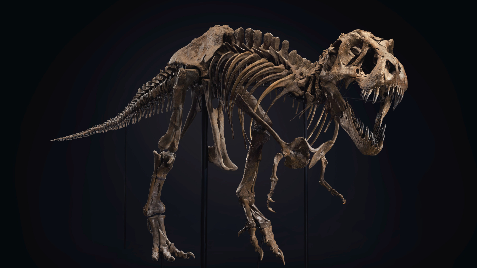 Auction Updates: T-Rex Skeleton, Precious Paintings, A Flawless Oval ...